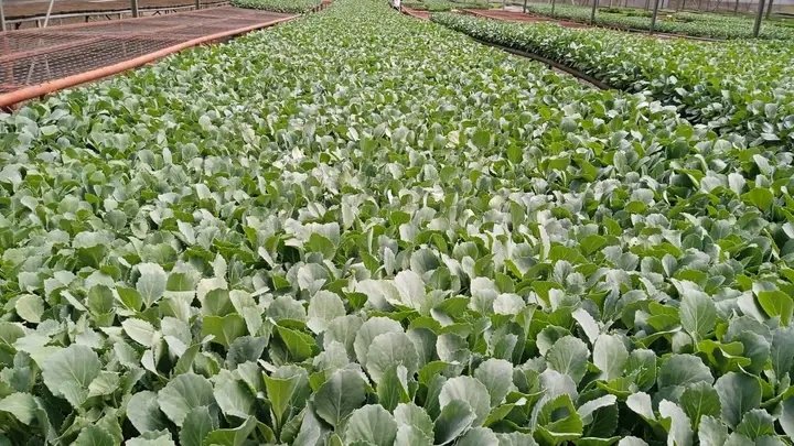 Benefits of having a vegetable nursery: 1. 🌱 Controlled Environment ...