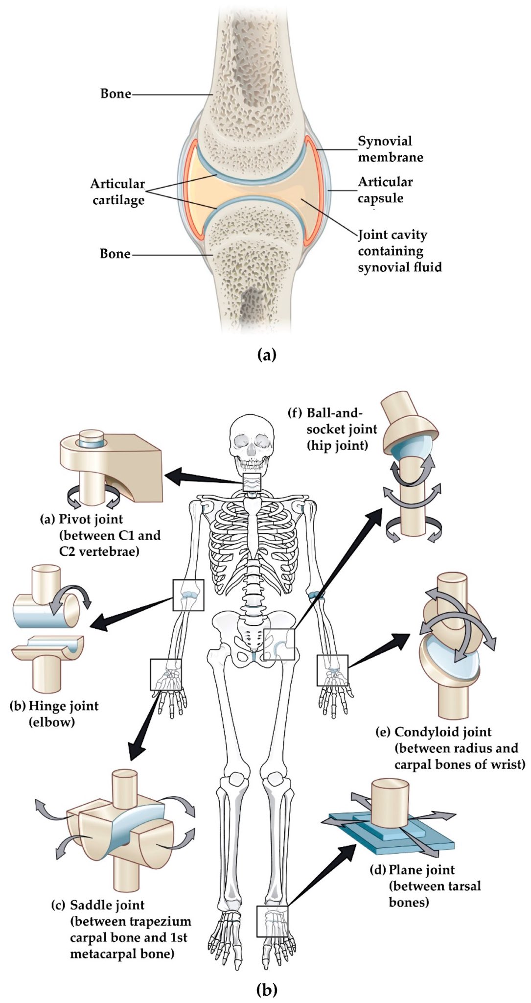Types Of Synovial Joints