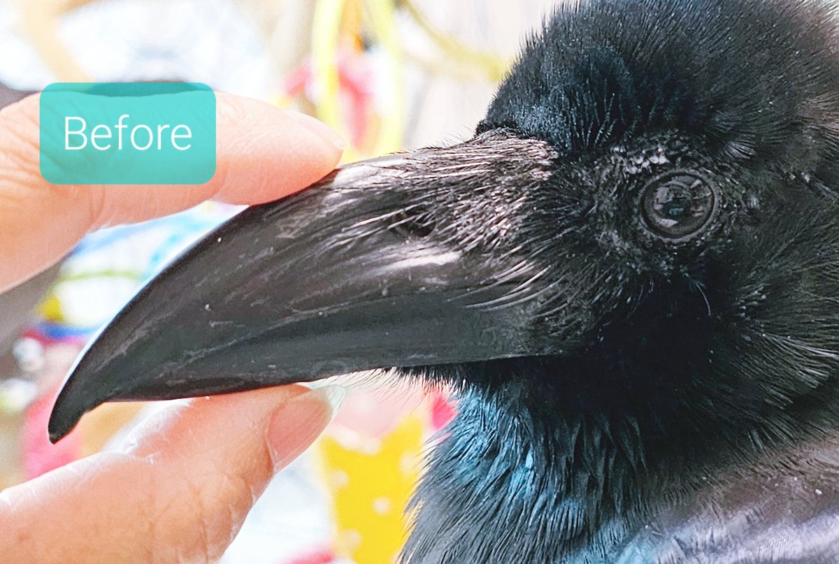 𖥧𖧧𖥣𖥧𖤣𓅂𓅫 vanilla 𓅩𖤣𖥧𖥣𖧧𖥧(@vanilla_crow) - Twilog