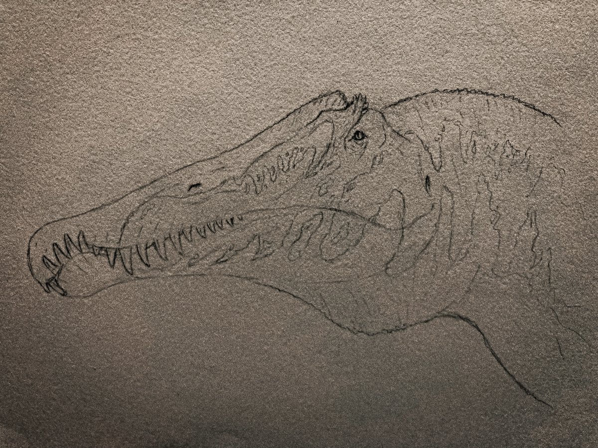 Spinosaurus Head Drawing
