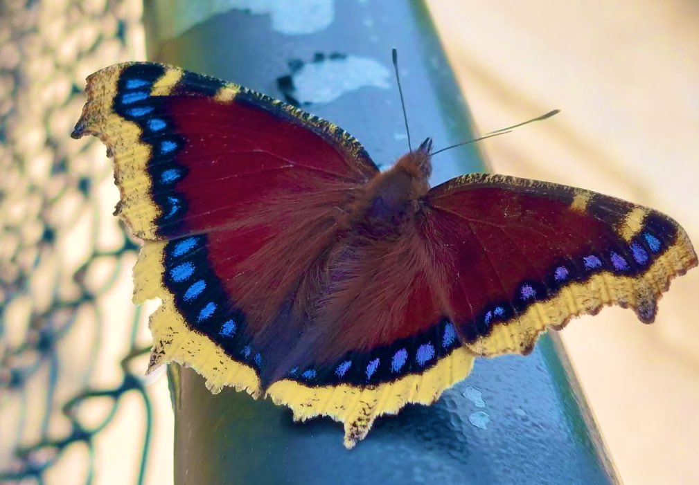 Montanas State Insect