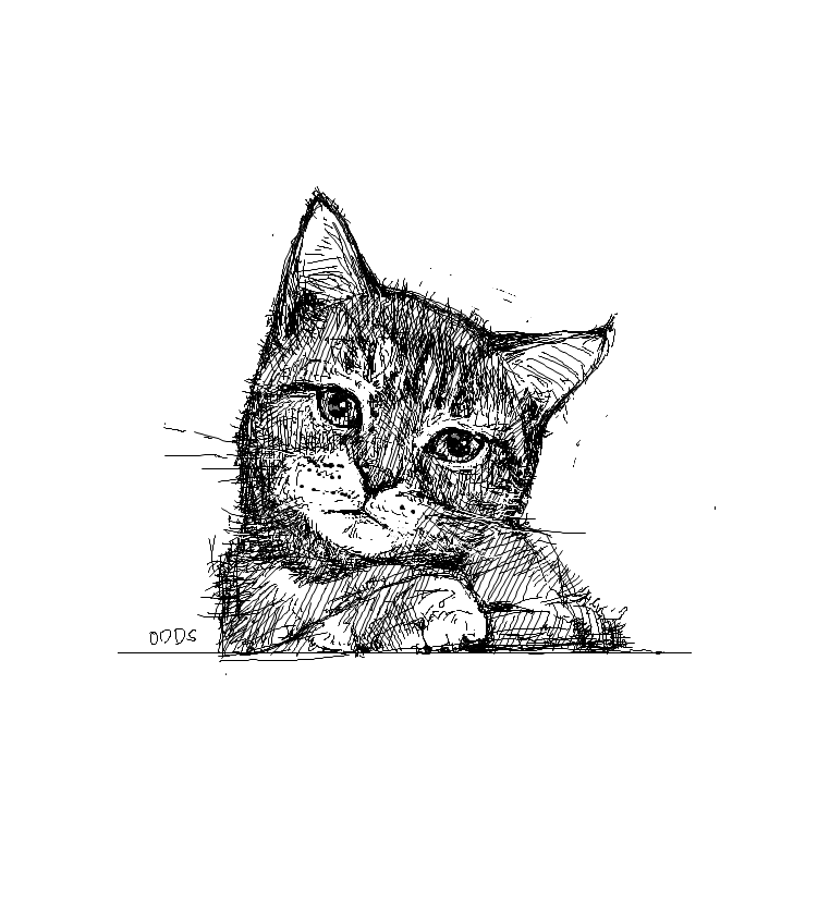 Curious Cat Drawing
