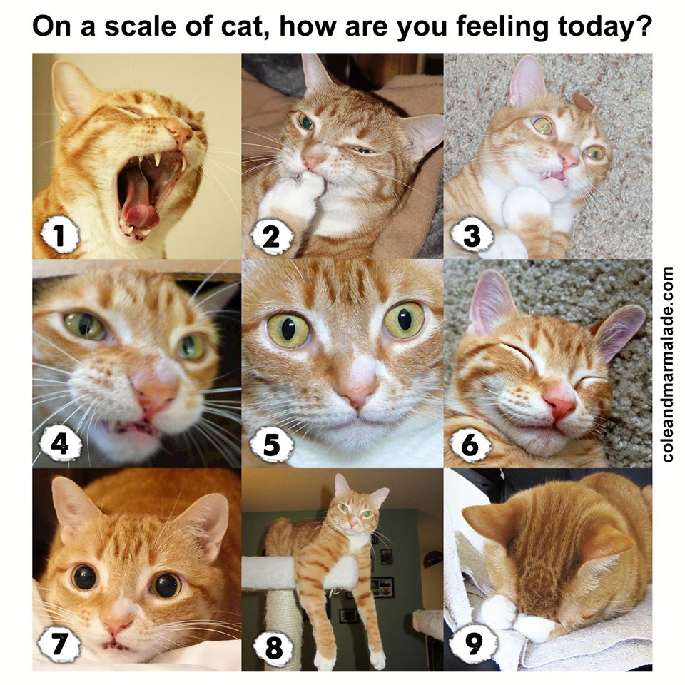 On a scale of cat, how are you feeling today? - Democratic Underground