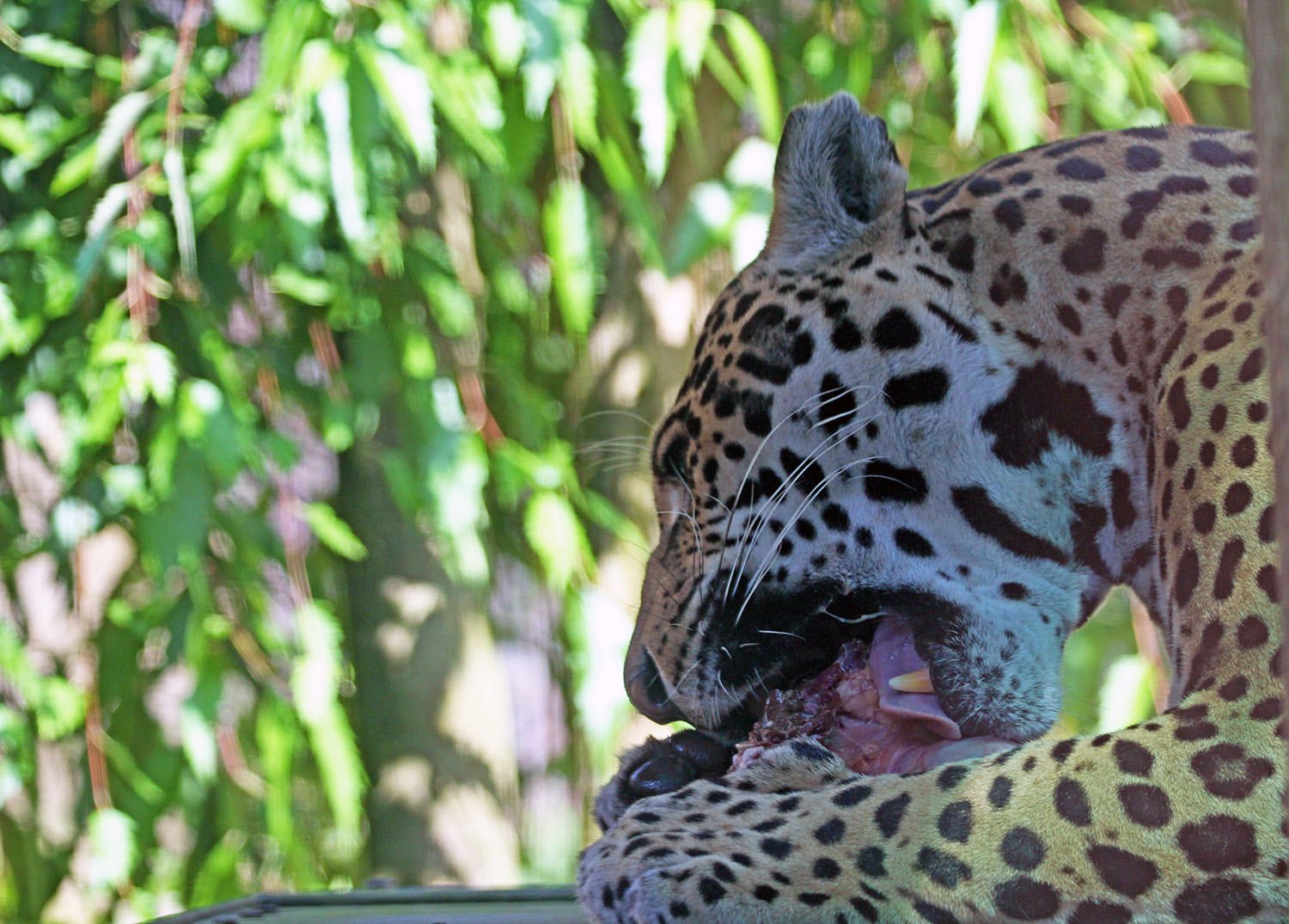 Jaguar Bite