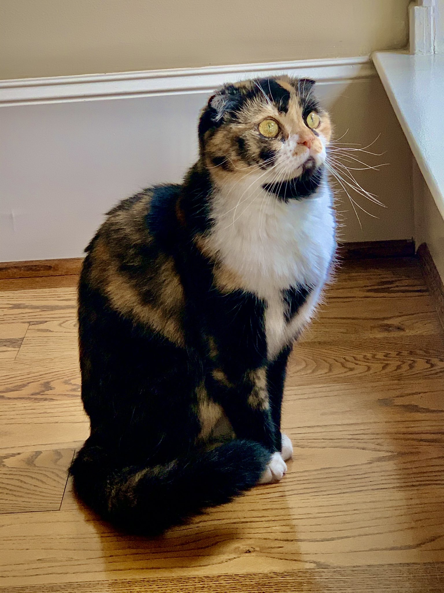 Dear Cat Bird