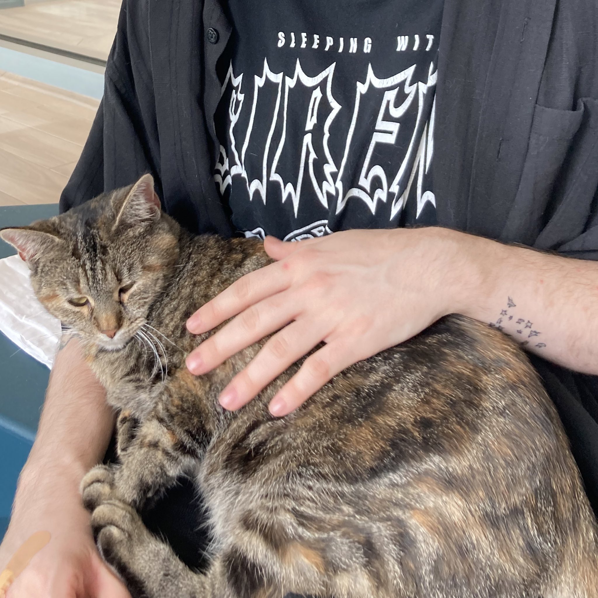 Just Saying Hi Cat