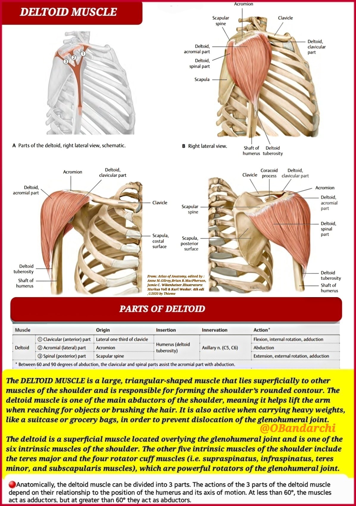 Deltoid Muscle Diagram