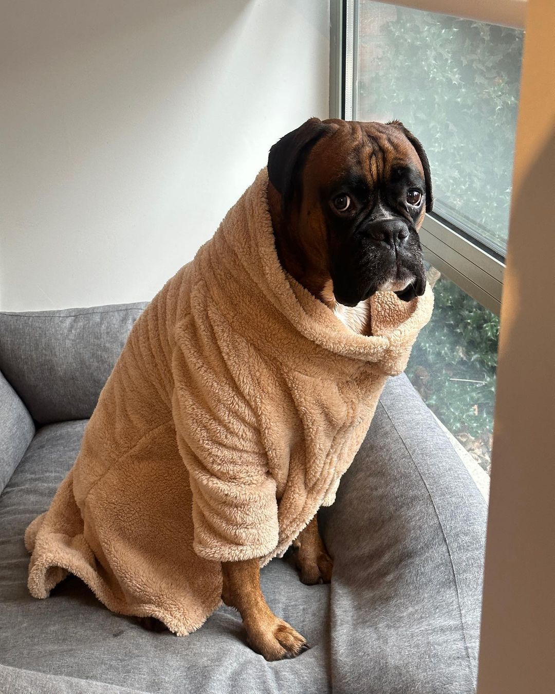 Boxer Dog Meme Blanket