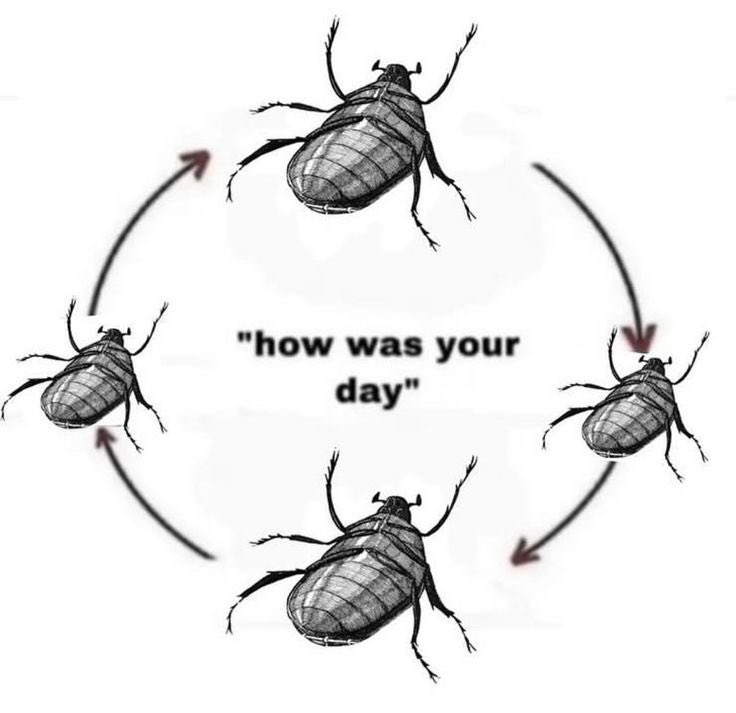 Life Cycle Of A Cockroach Drawing