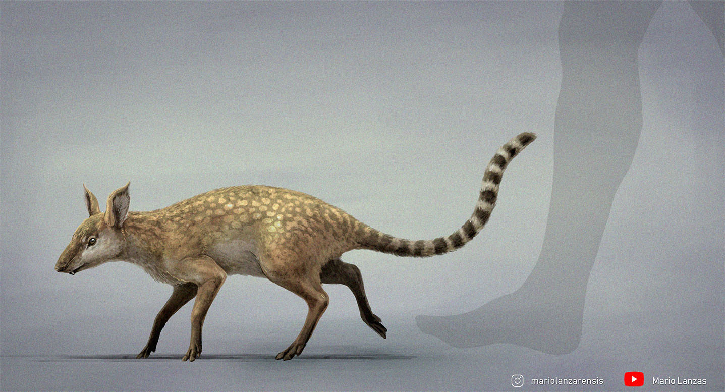 Carnivorous Kangaroo