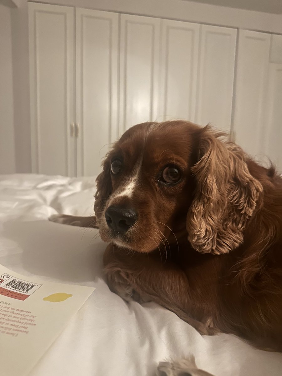 Ruby Cockalier Puppies