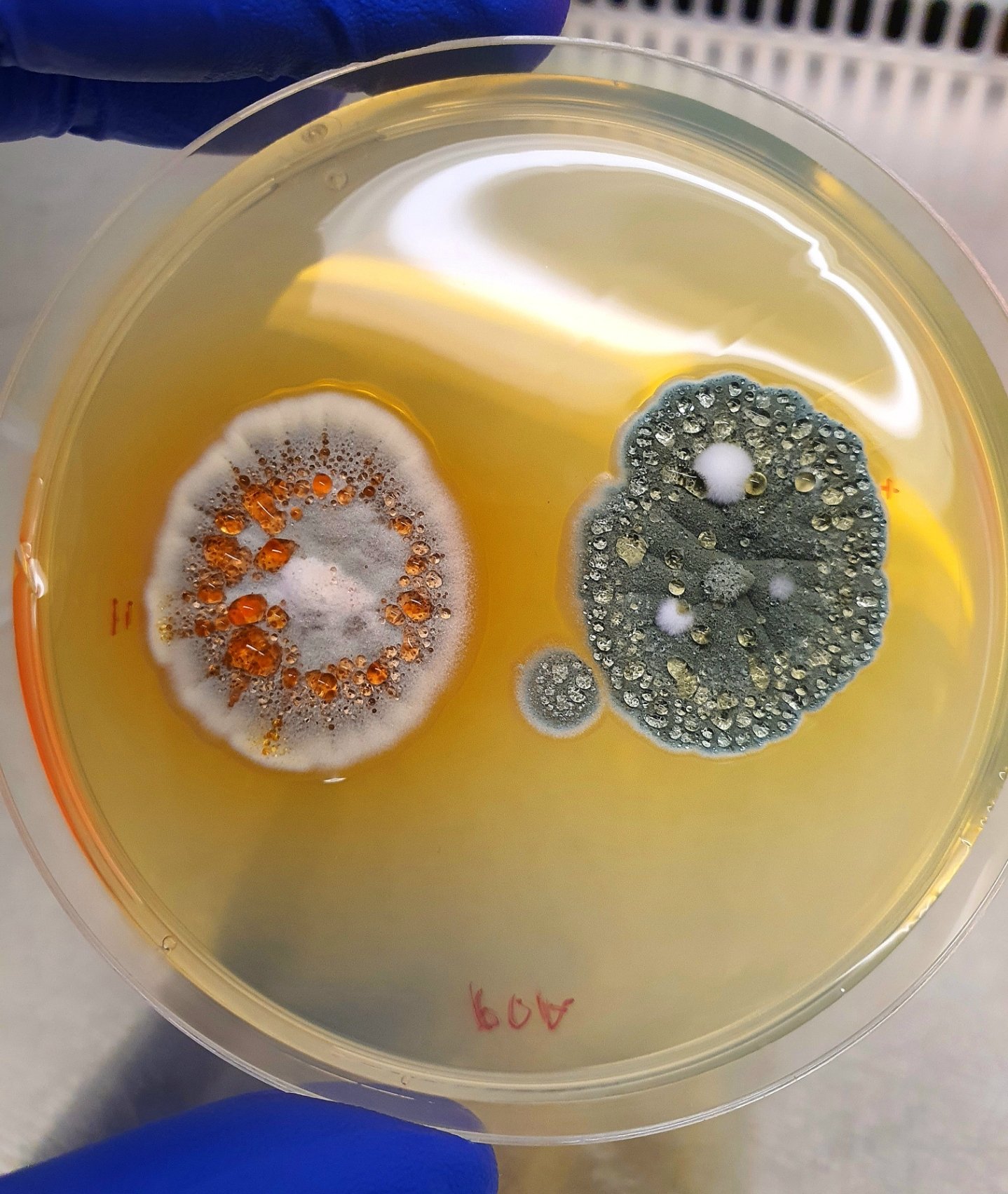 Penicillium Citrinum