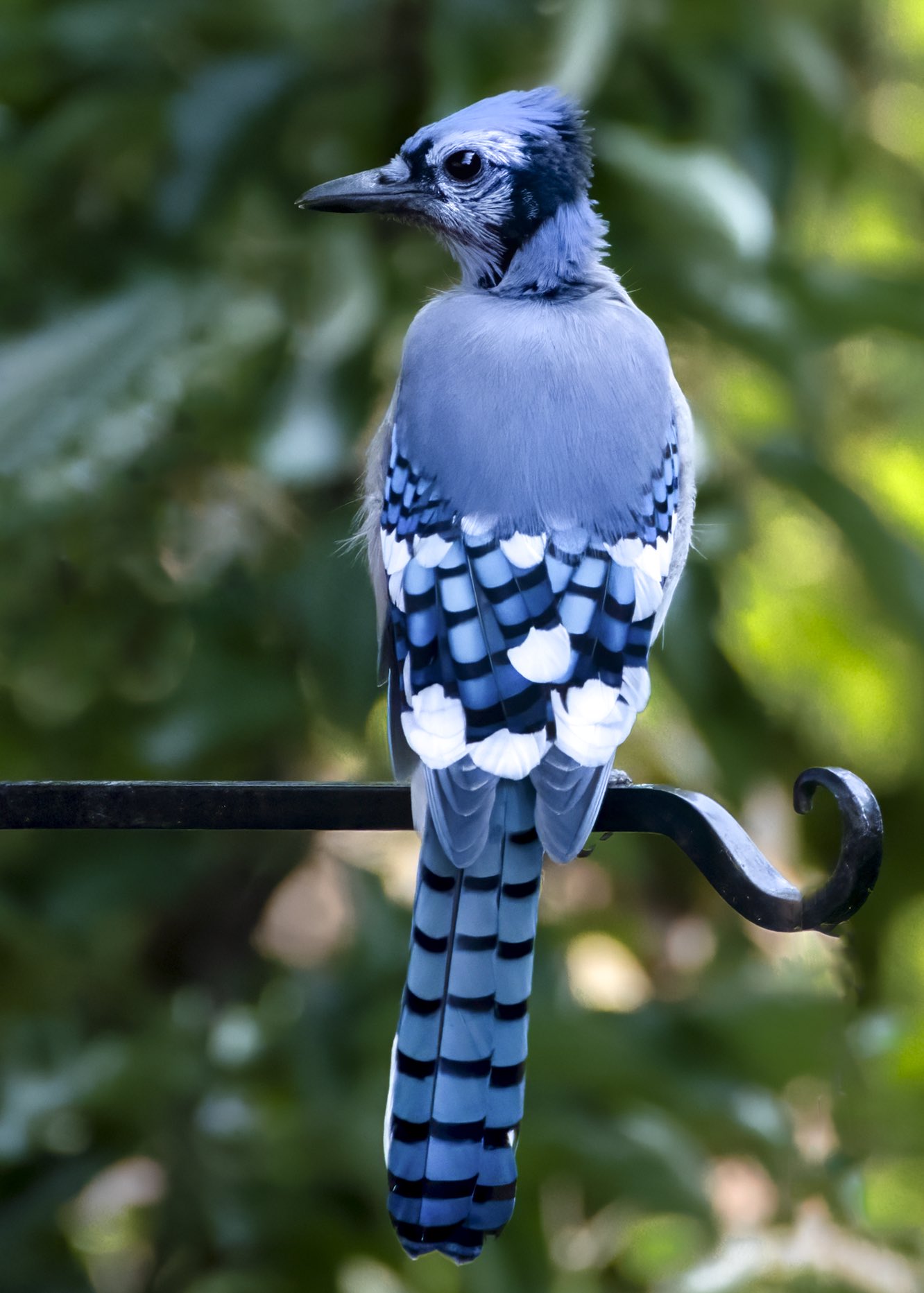 Juvenile Blue Jay