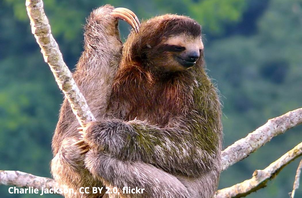 Do Sloths Have Tails