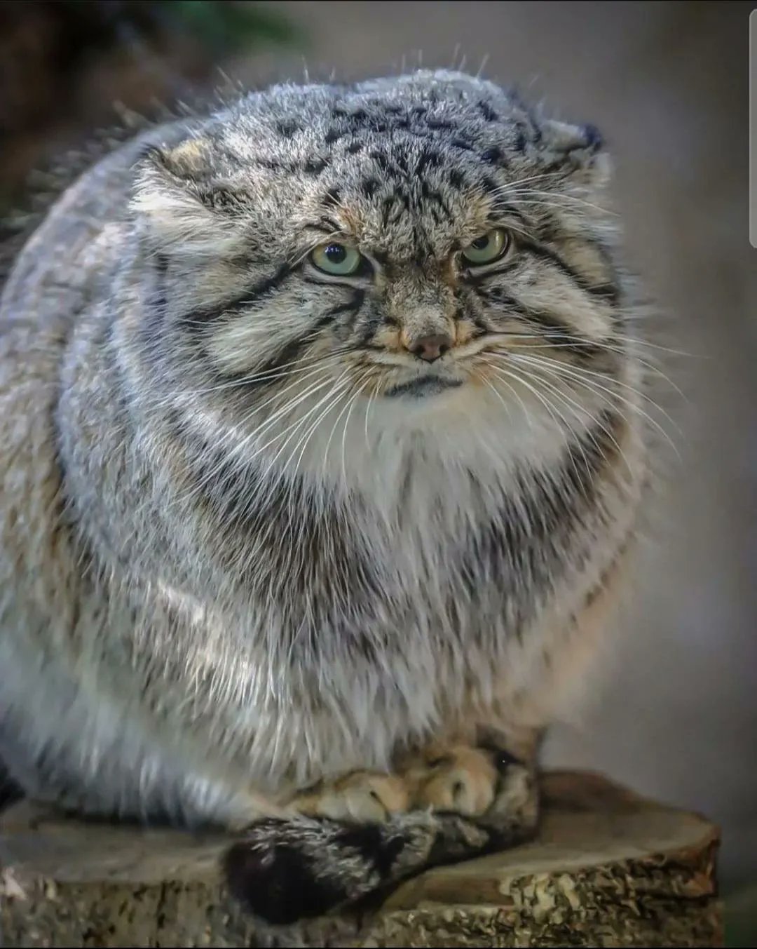 Angry Pallas Cat
