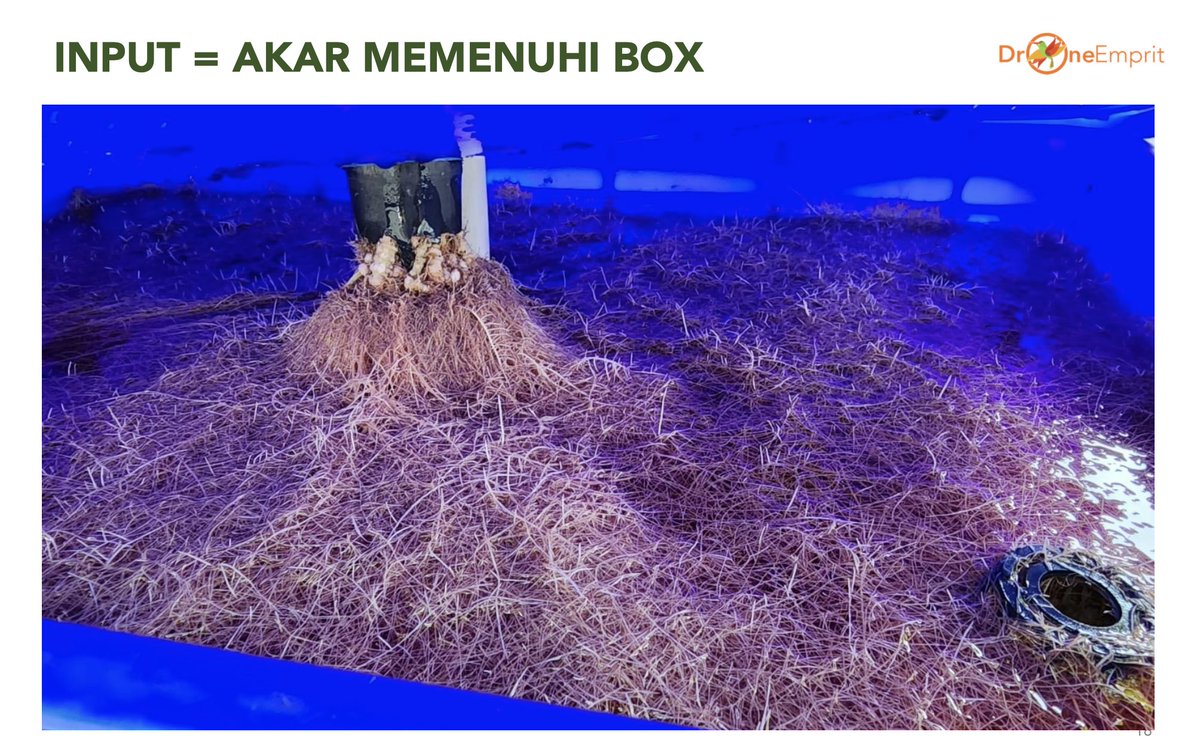 TEKNIK TANAM MELON HIDROPONIK JEPANG ALA DRONE EMPRIT Hanya dengan 6 ...