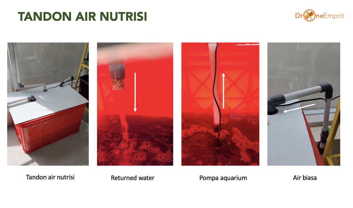TEKNIK TANAM MELON HIDROPONIK JEPANG ALA DRONE EMPRIT Hanya dengan 6 ...