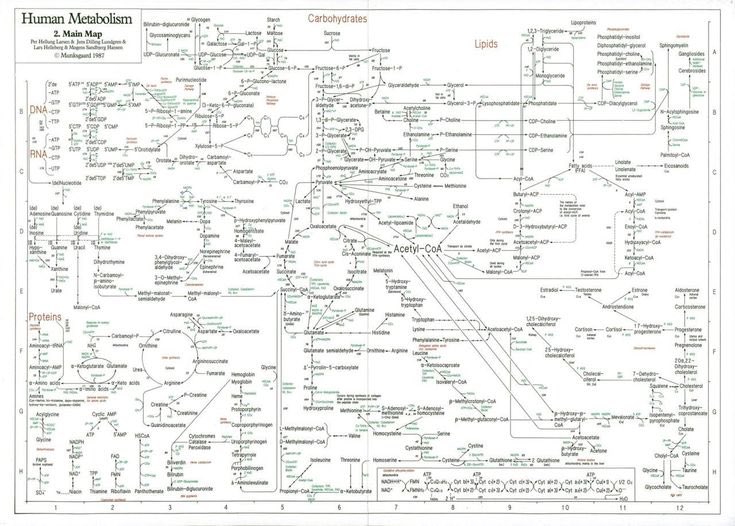 A simplified overview of All metabolic pathways in the body. - Thread ...