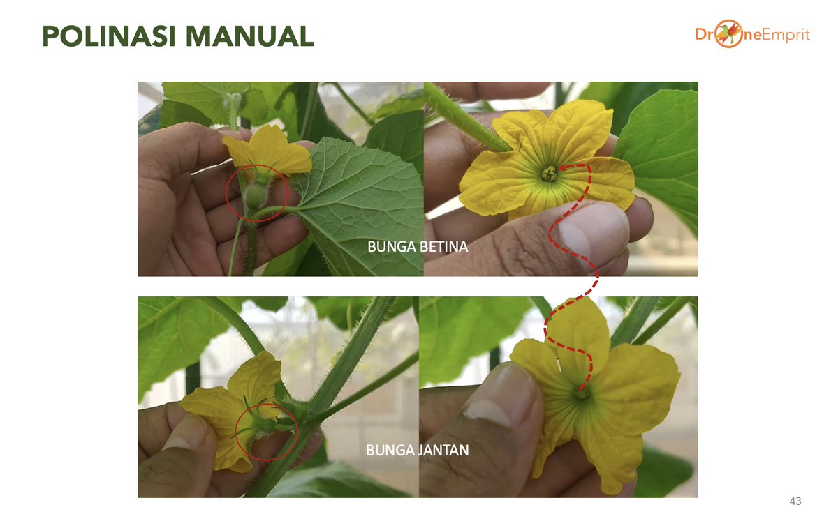 TEKNIK TANAM MELON HIDROPONIK JEPANG ALA DRONE EMPRIT Hanya dengan 6 ...