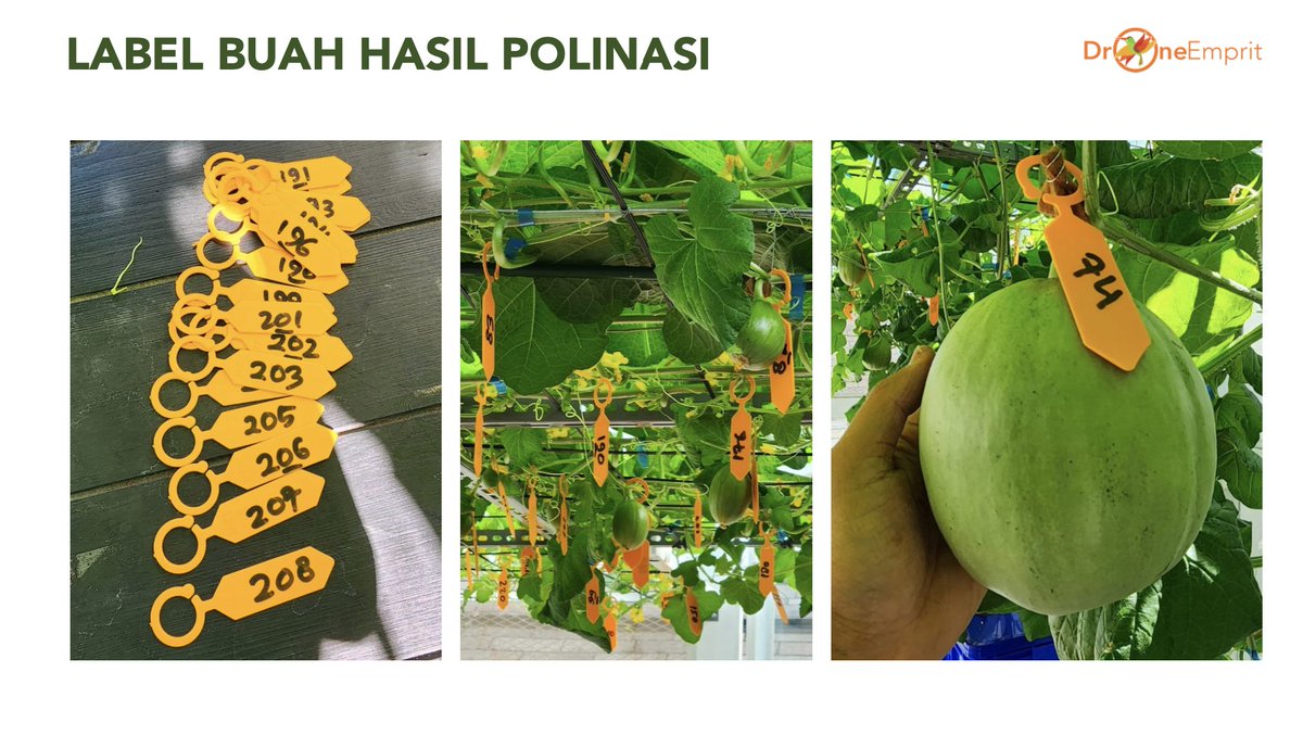 TEKNIK TANAM MELON HIDROPONIK JEPANG ALA DRONE EMPRIT Hanya dengan 6 ...