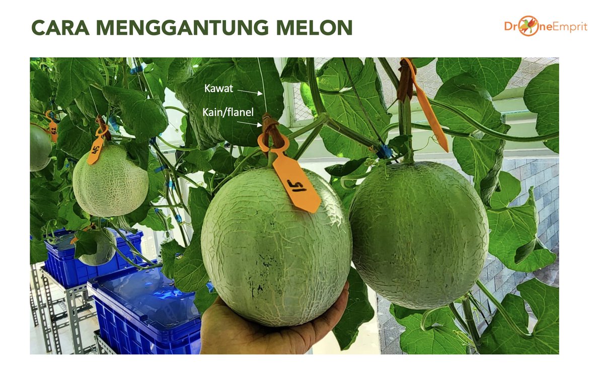 TEKNIK TANAM MELON HIDROPONIK JEPANG ALA DRONE EMPRIT Hanya dengan 6 pohon melon, setelah 2.5 ...