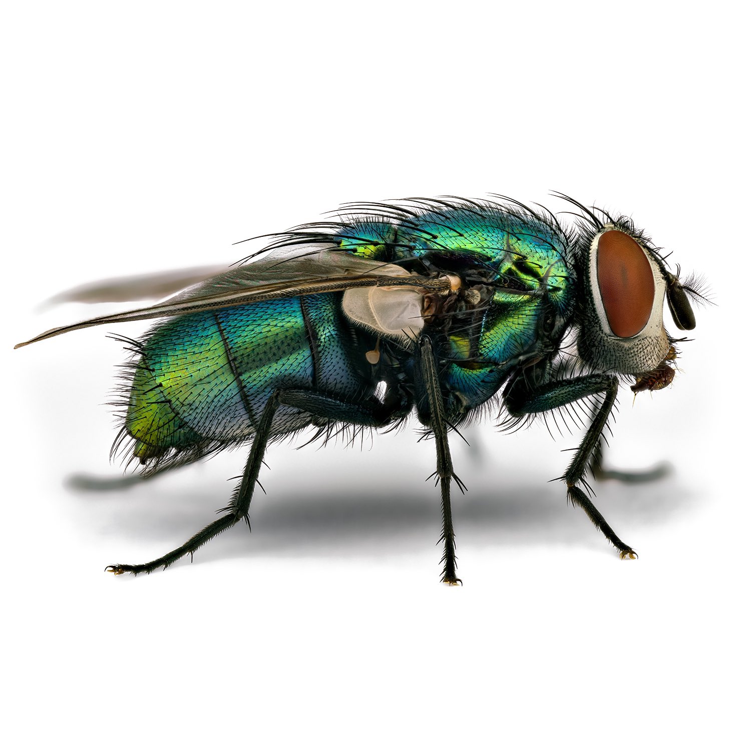 Insect Structures Hair Lice Bites: Pictures, Identification, And