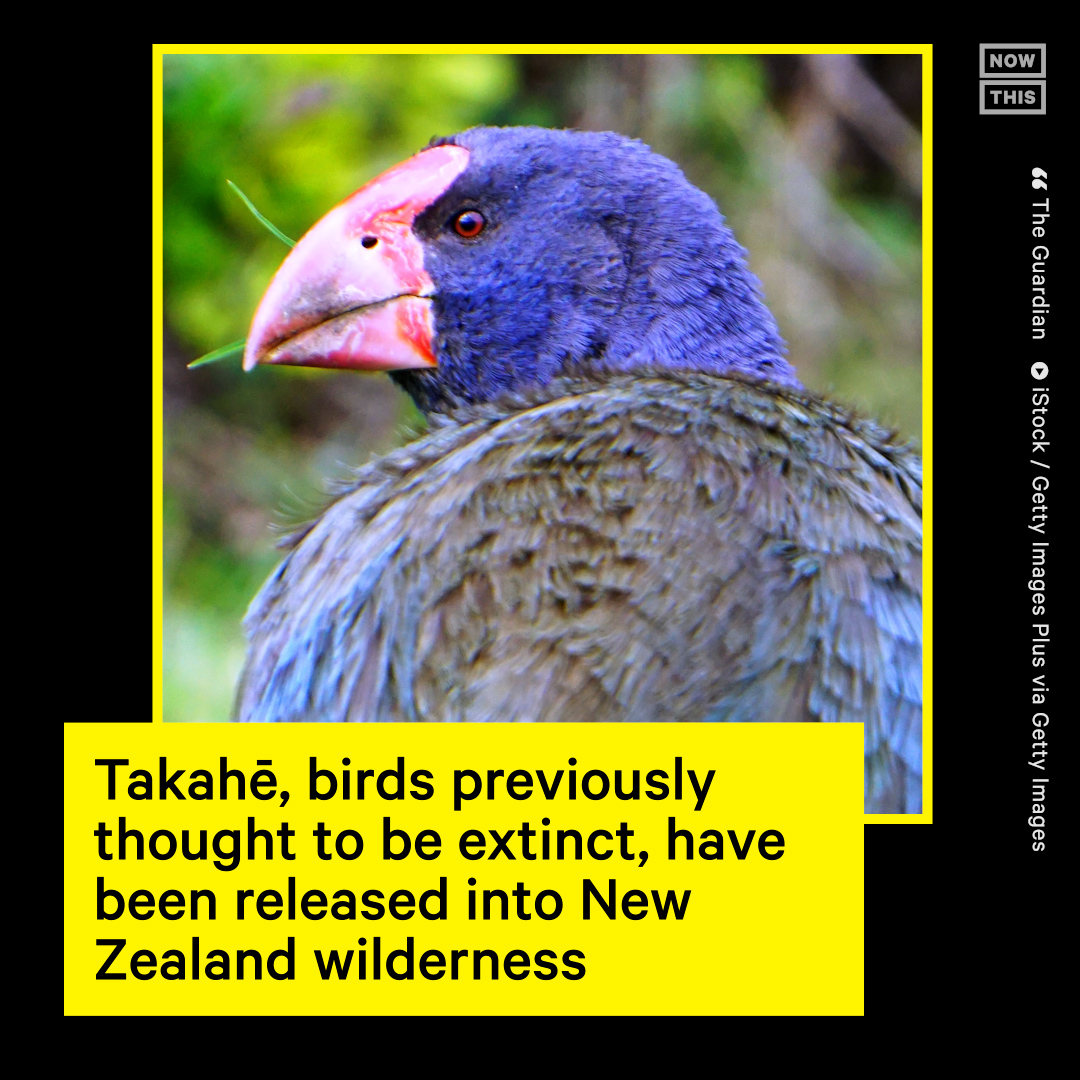 Takahe Bird
