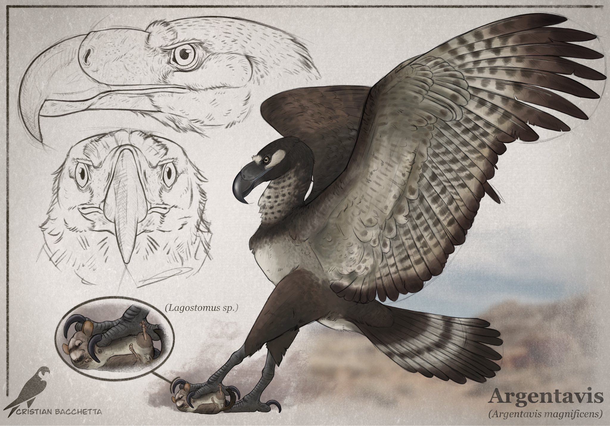 Argentavis Magnificens Thunderbird Mark P. Witton's Blog: We Need To