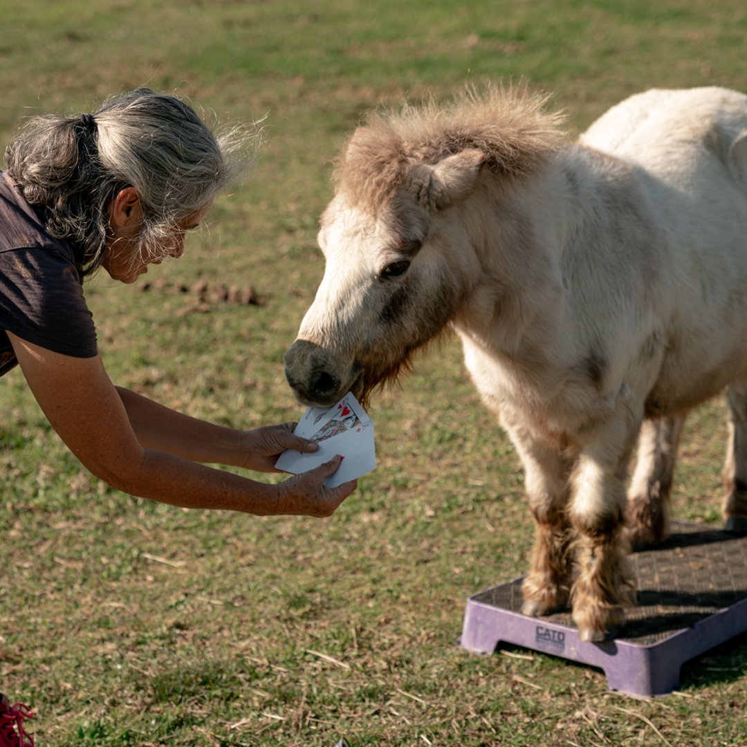 Teacup Horse
