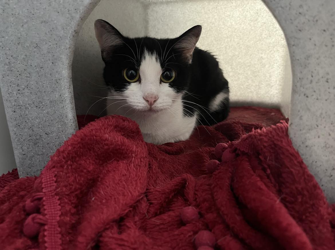 Hannah Sheppard Literary Agency Home | Hannah Sheppard Literary ...