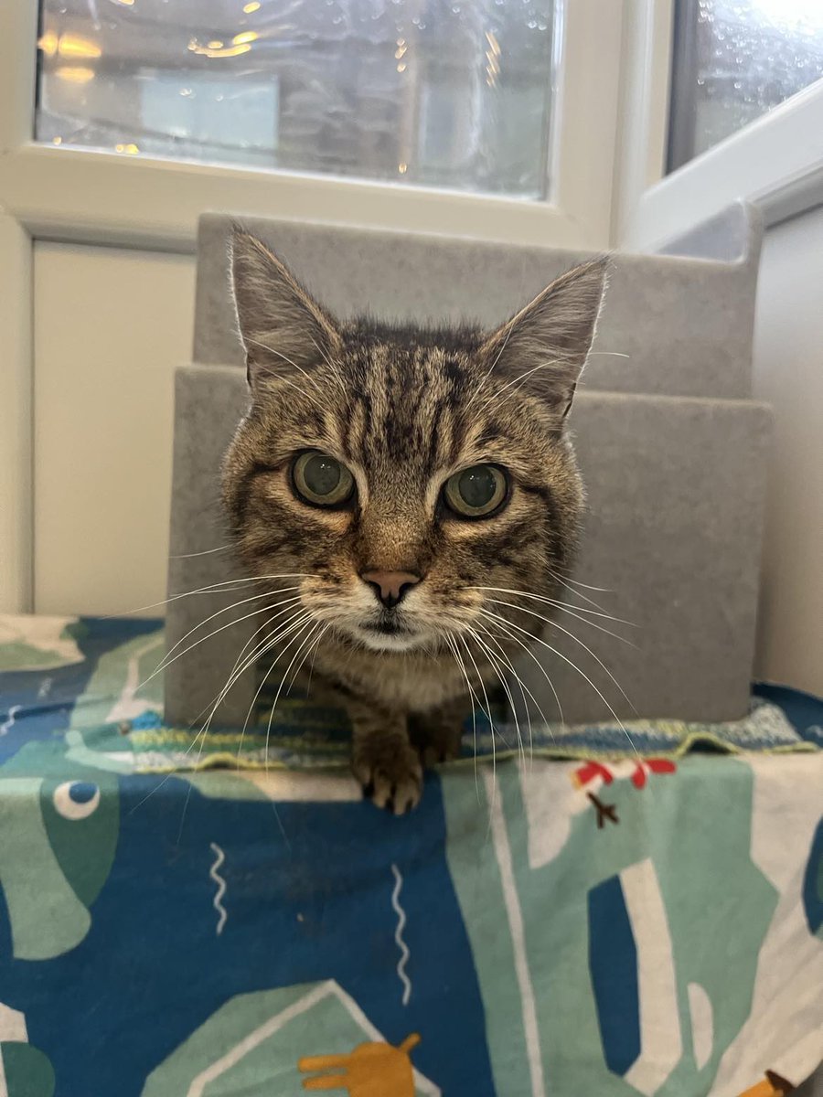 Hannah Sheppard Literary Agency Home | Hannah Sheppard Literary ...