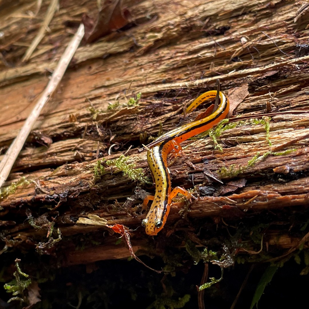 Blue Striped Salamander