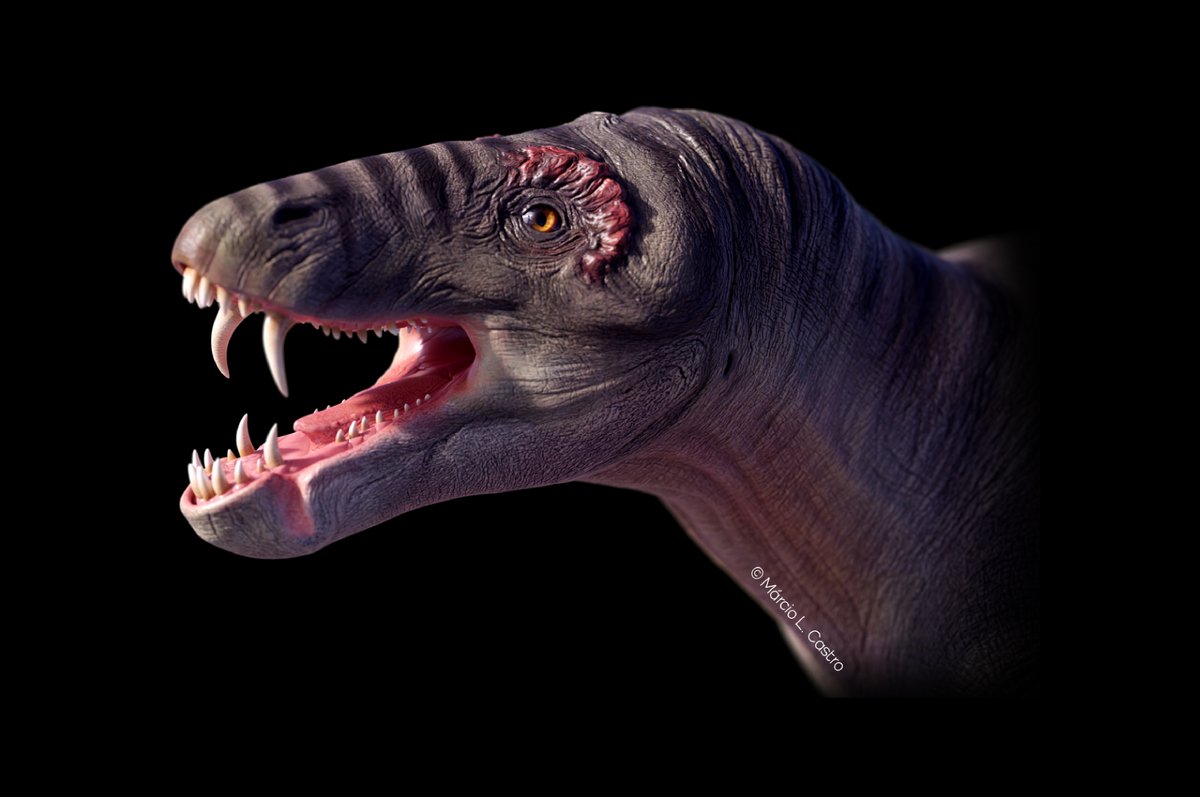 Scoperto un grosso predatore terrestre più antico dei dinosauri, un ...