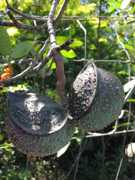 Umkhadlu (Zulu) The plant's seeds, roots, and stem bark help with heart ...