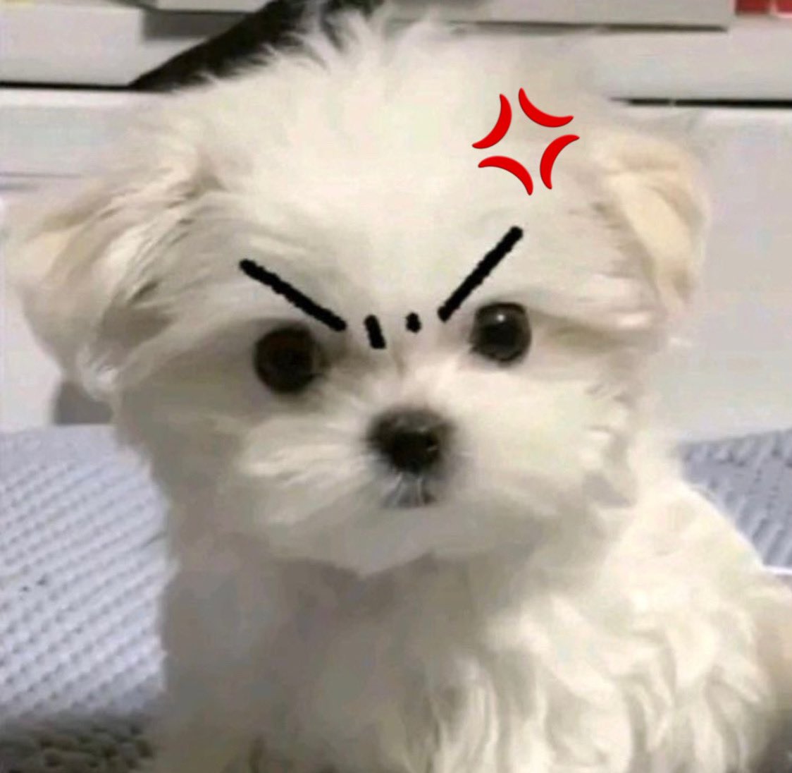 Angry Puppy