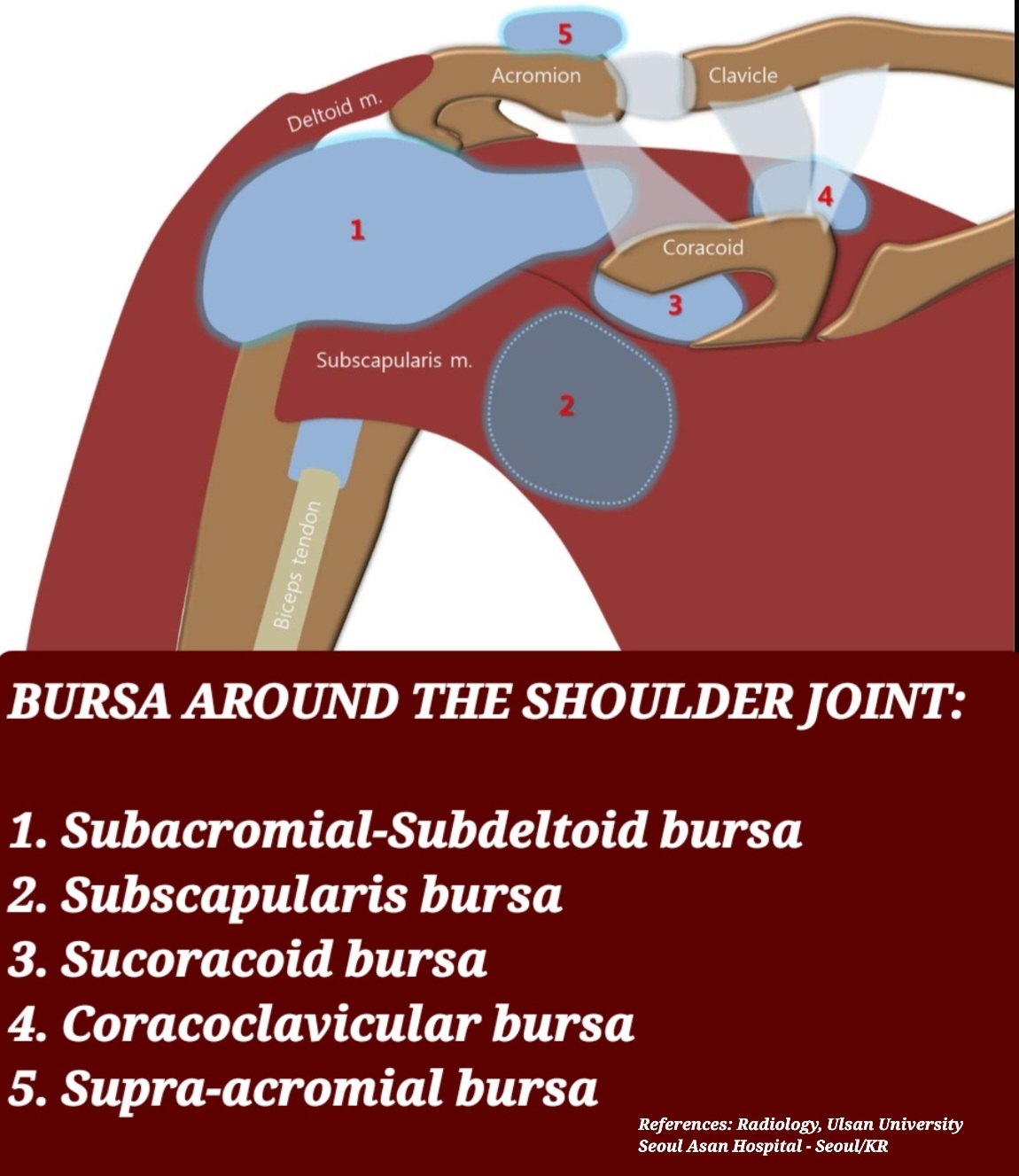 Subcoracoid Bursa