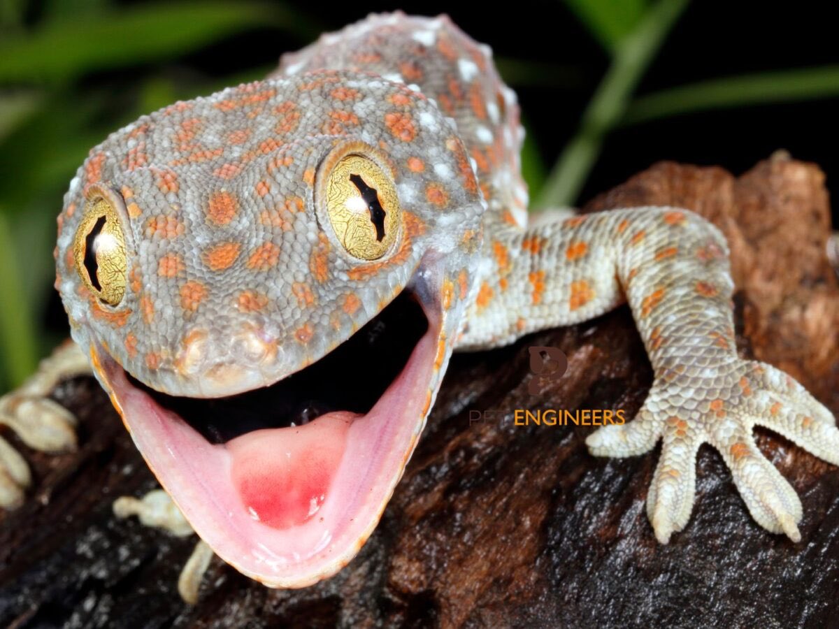 Do Tokay Geckos Bite