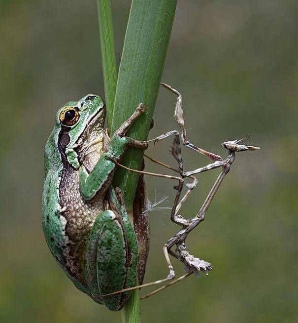 Praying Mantis Eating Frog
