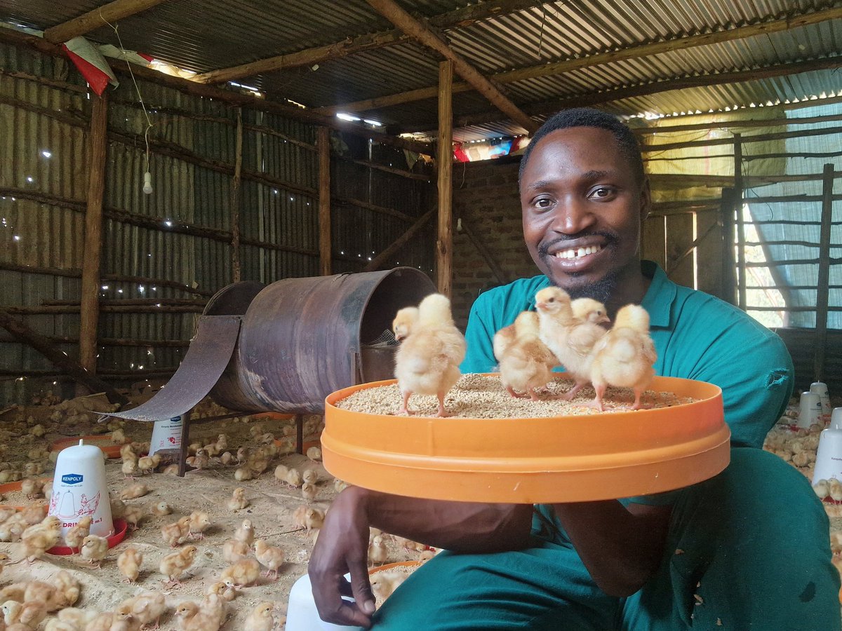 Looking after my brand new 2800 chicks. They'll give me gold in about ...