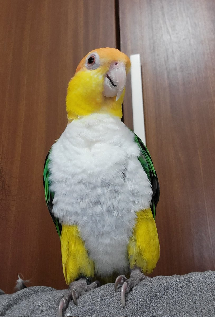 Mika Ishiwata(@mikarin_10) - Twilog