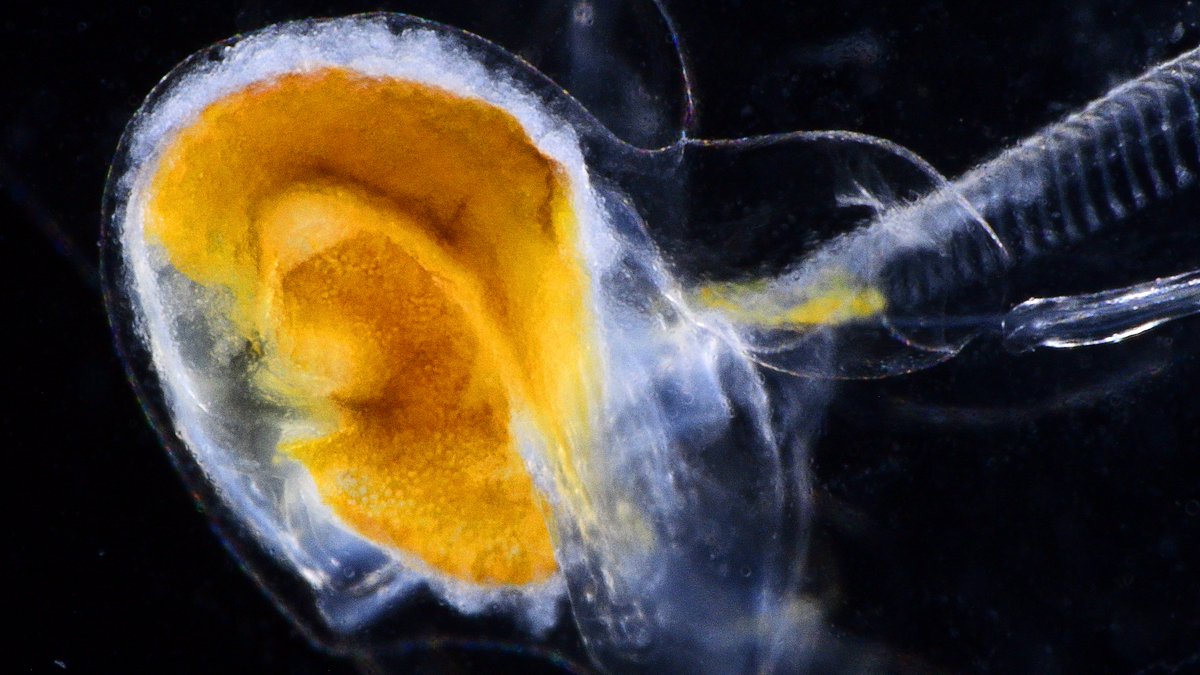 Thread by @PlanktonPundit on Thread Reader App – Thread Reader App