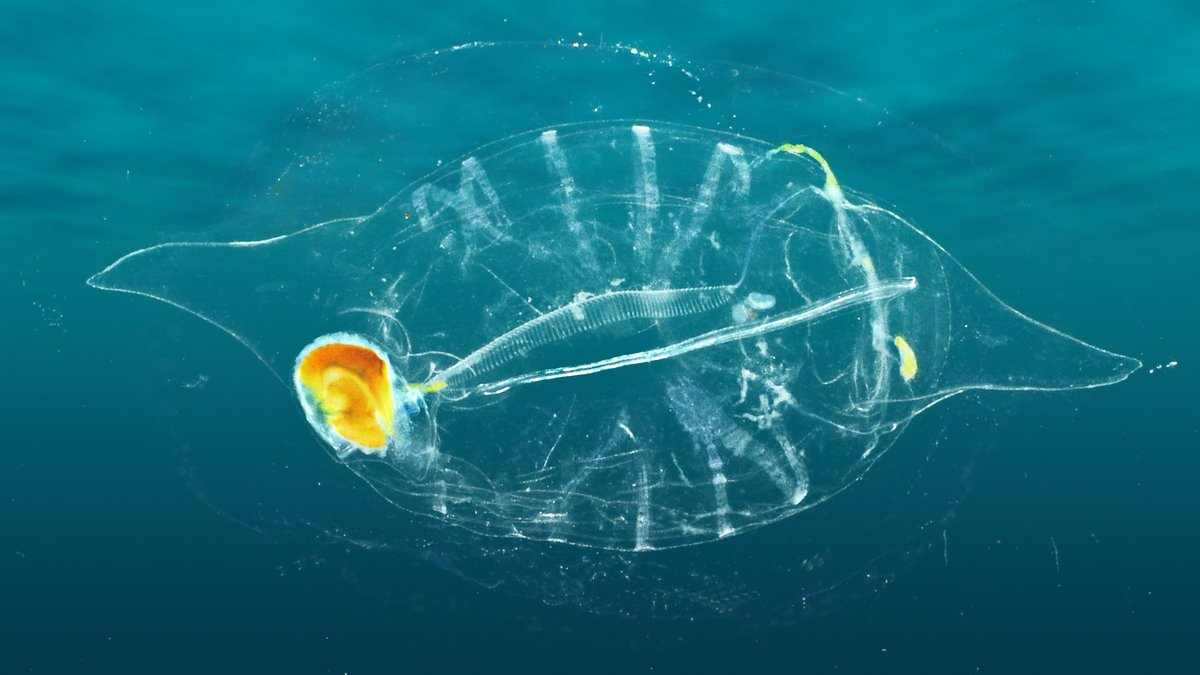 Thread by @PlanktonPundit on Thread Reader App – Thread Reader App