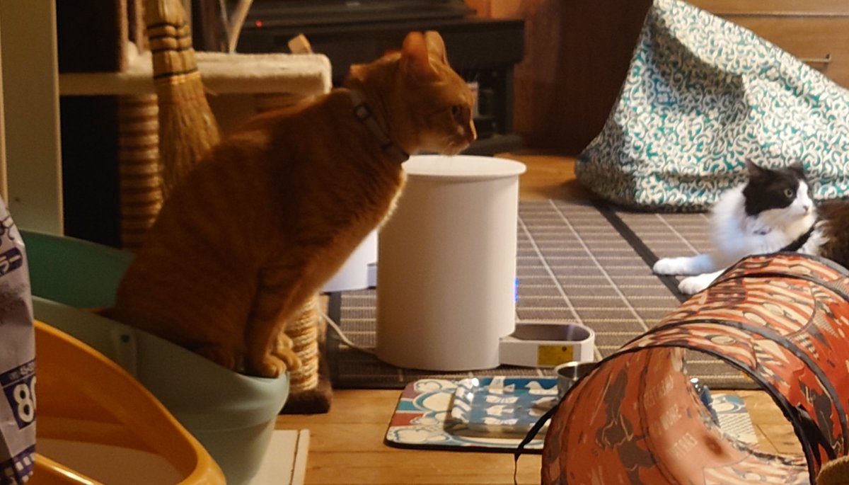 あづれ（何も思い出せない）(@adure_) - Twilog