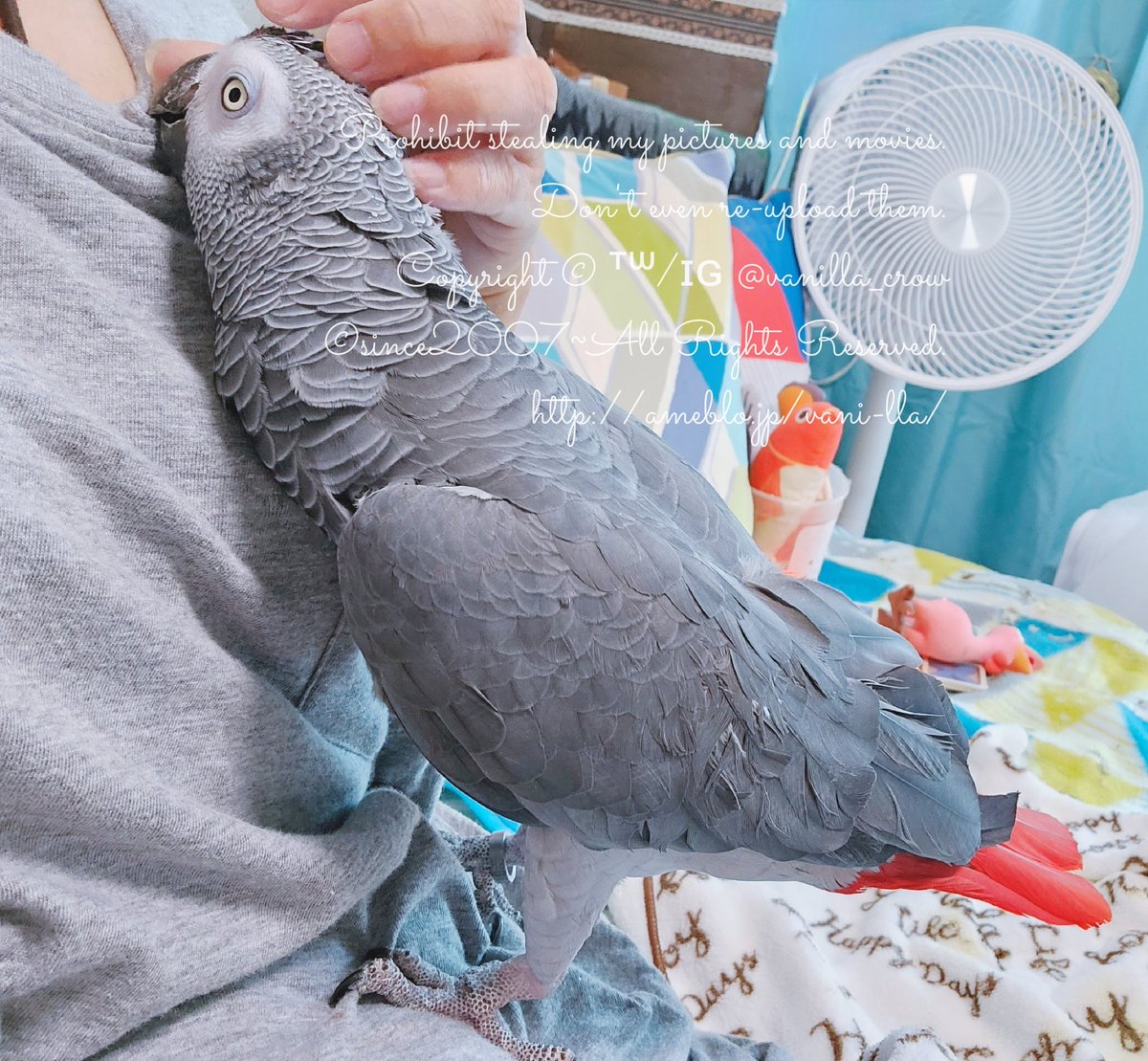 𖥧𖧧𖥣𖥧𖤣𓅂𓅫 vanilla 𓅩𖤣𖥧𖥣𖧧𖥧(@vanilla_crow) - Twilog