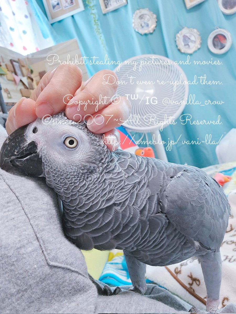 𖥧𖧧𖥣𖥧𖤣𓅂𓅫 vanilla 𓅩𖤣𖥧𖥣𖧧𖥧(@vanilla_crow) - Twilog