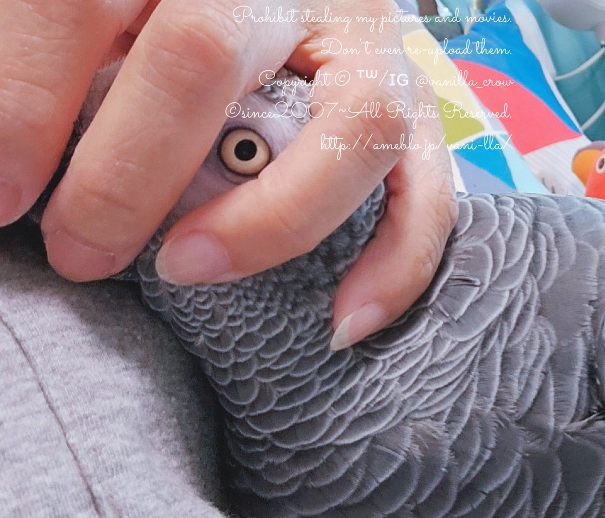 𖥧𖧧𖥣𖥧𖤣𓅂𓅫 vanilla 𓅩𖤣𖥧𖥣𖧧𖥧(@vanilla_crow) - Twilog