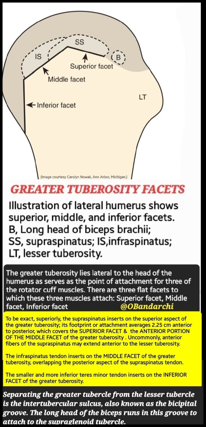 Greater Tubercle Of Humerus Muscles That Attach