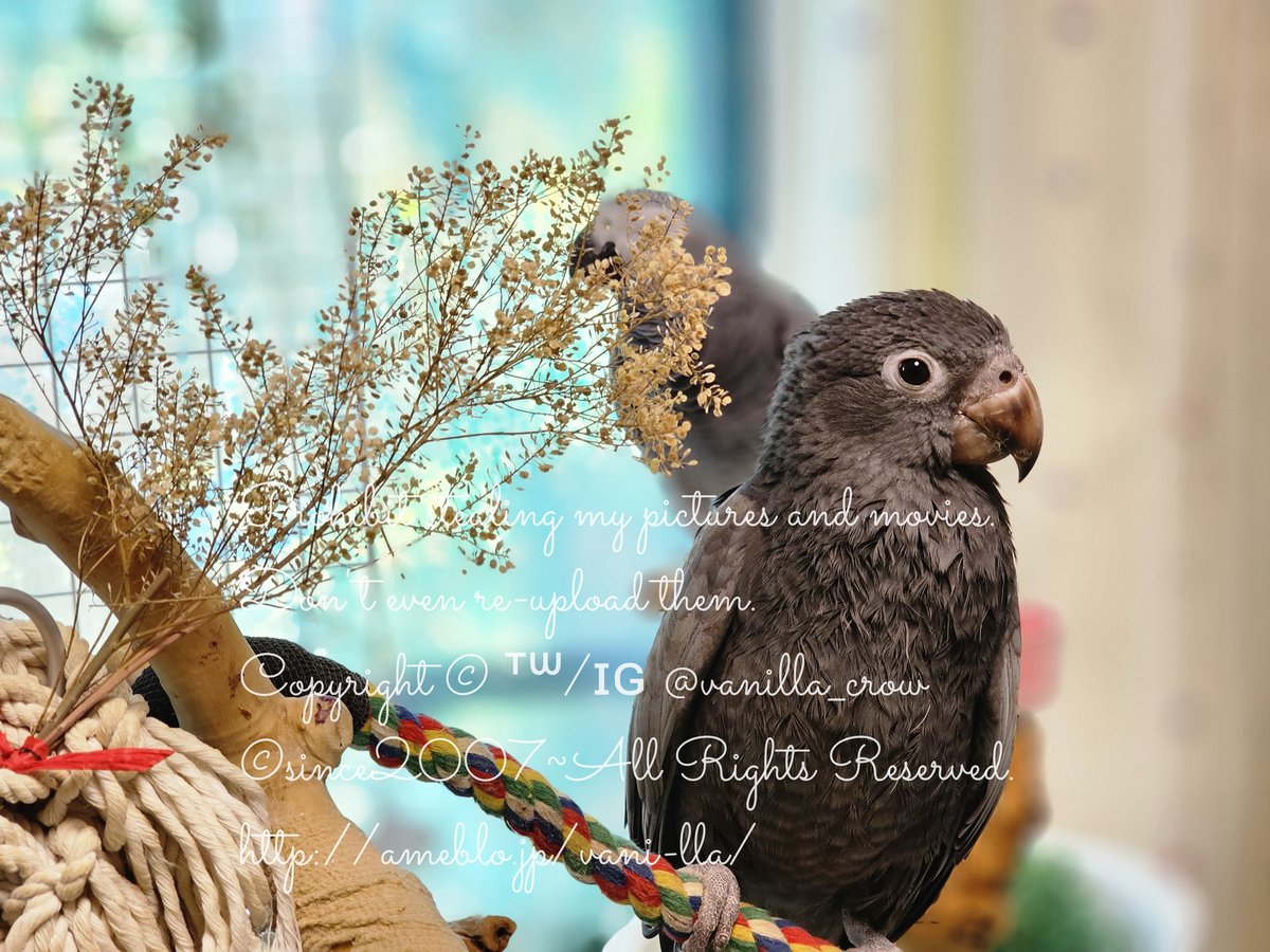 𖥧𖧧𖥣𖥧𖤣𓅂𓅫 vanilla 𓅩𖤣𖥧𖥣𖧧𖥧(@vanilla_crow) - Twilog