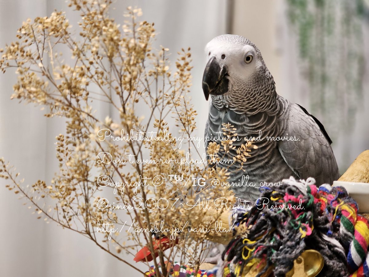 𖥧𖧧𖥣𖥧𖤣𓅂𓅫 vanilla 𓅩𖤣𖥧𖥣𖧧𖥧(@vanilla_crow) - Twilog