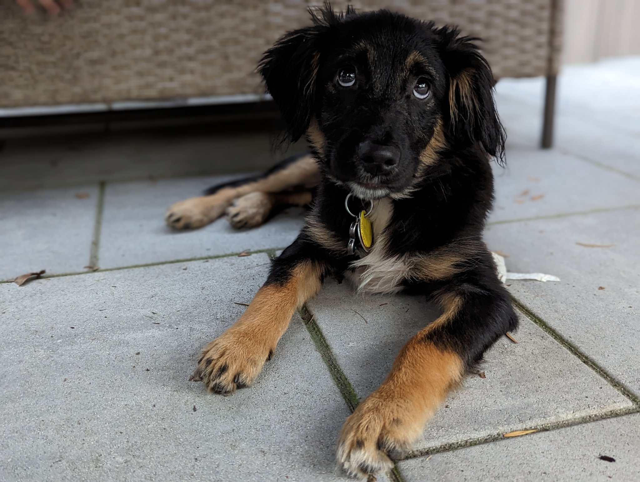 Cocker Spaniel German Shepherd Mix